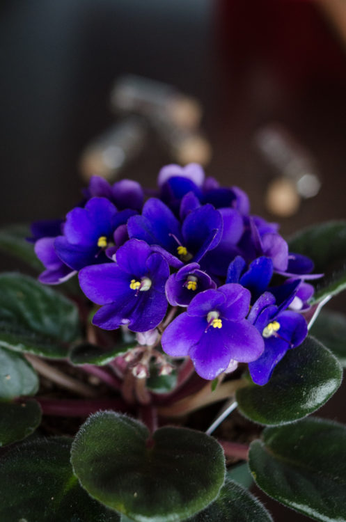 DIY Violet Mini Arrangements - Lemon Thistle