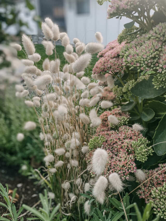 Dried Flowers for Fall - Lemon Thistle