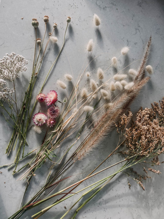 Dried Flowers for Fall - Lemon Thistle