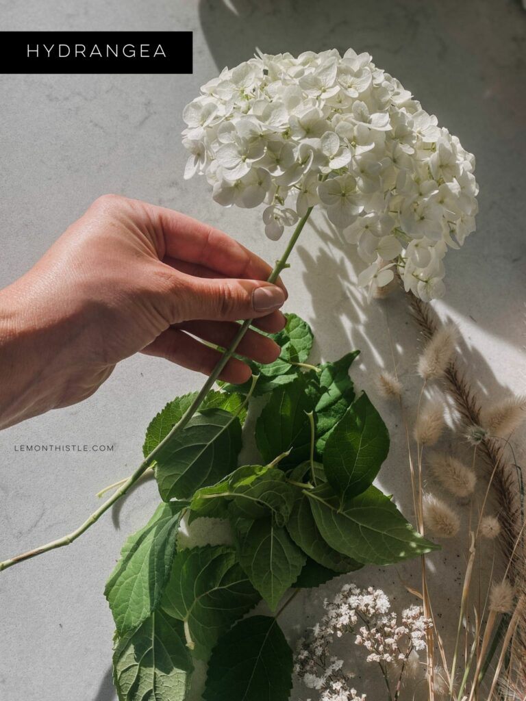 The Best Cut Flowers and Fillers to Grow for Backyard Gardeners - Lemon ...
