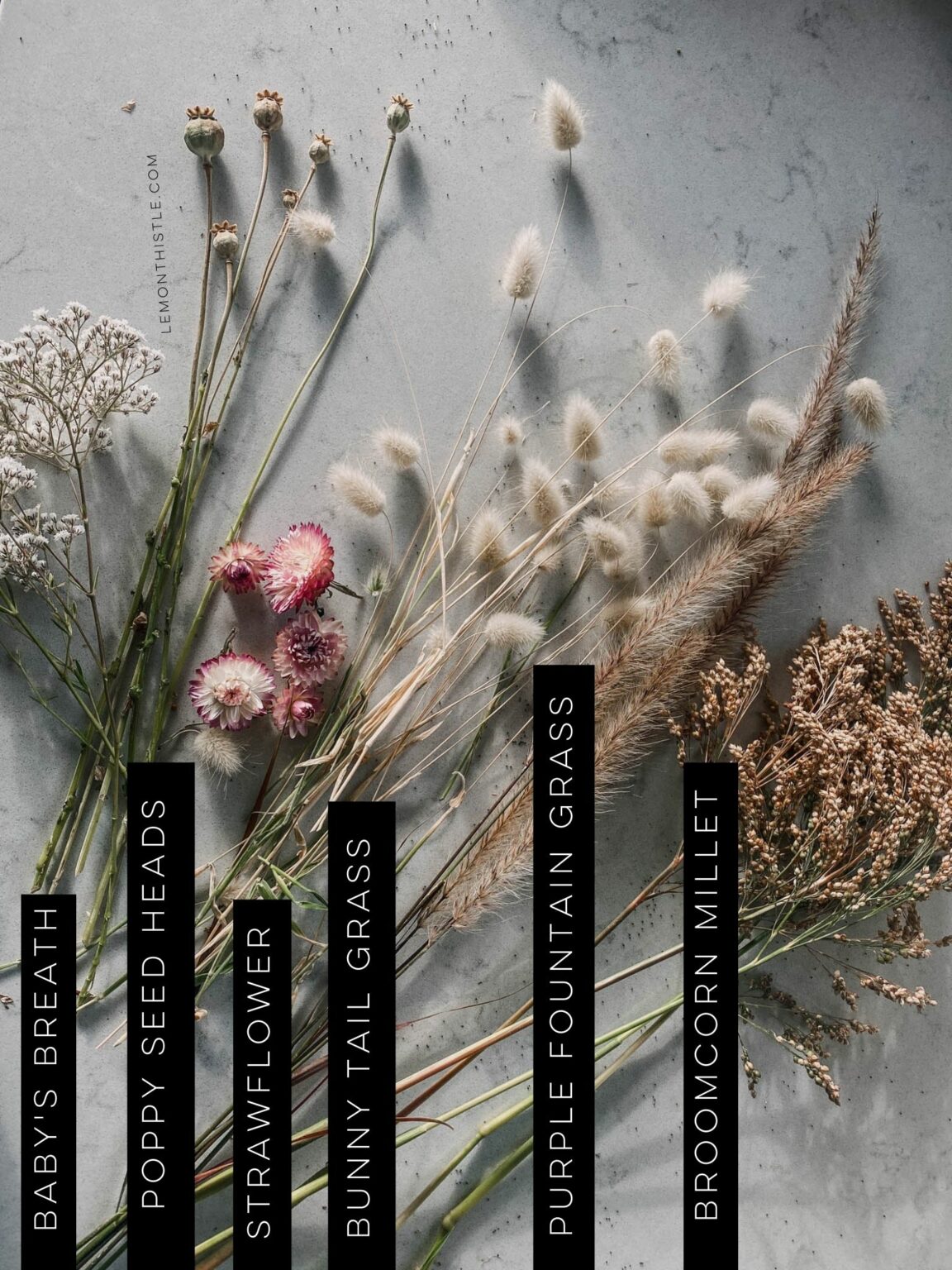 The Best Cut Flowers and Fillers to Grow for Backyard Gardeners - Lemon ...