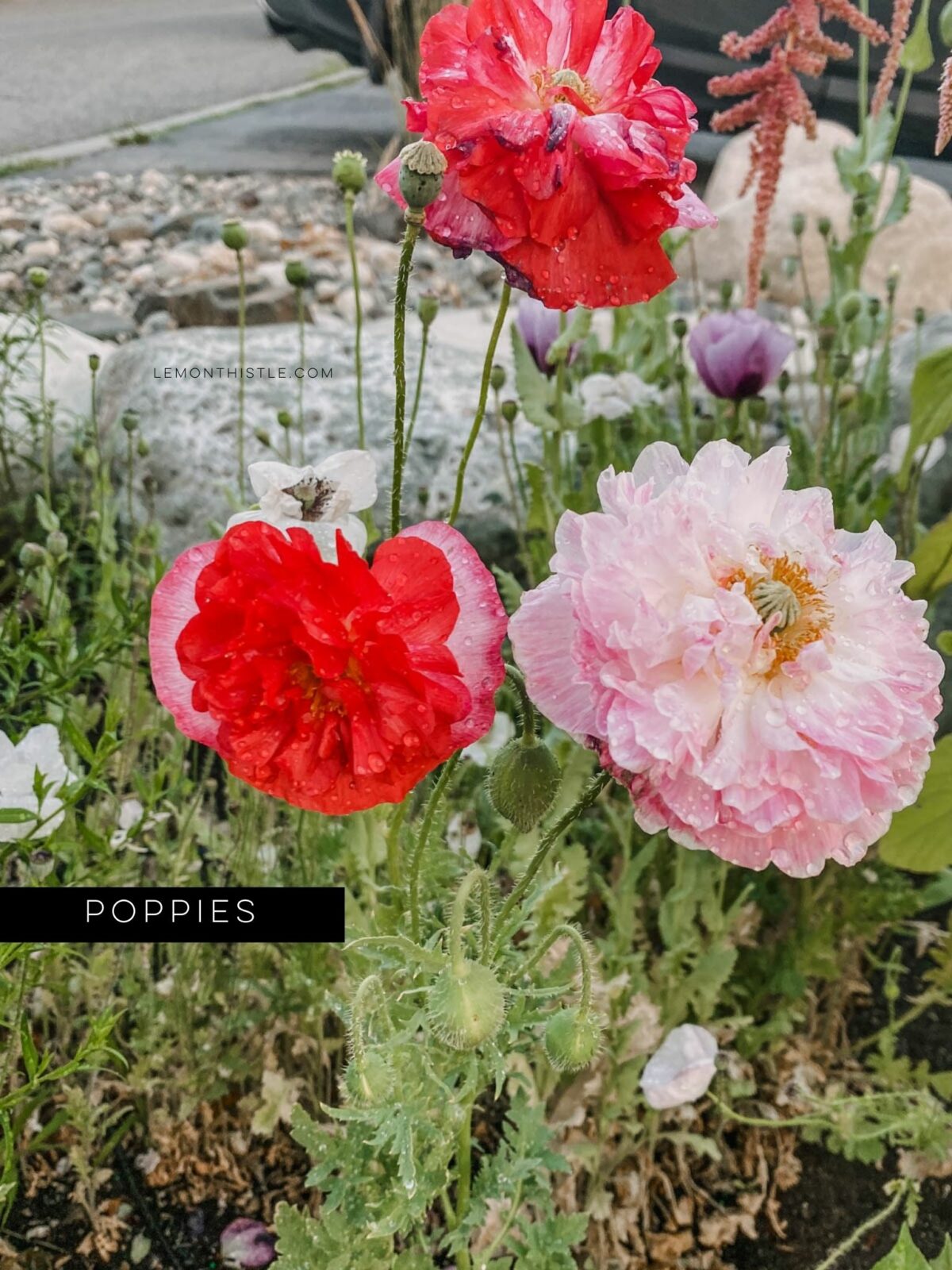 The Best Cut Flowers and Fillers to Grow for Backyard Gardeners - Lemon ...